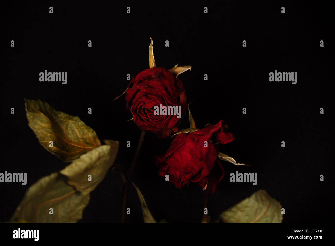 Are All Flowers Perishable at Annabelle Wang blog