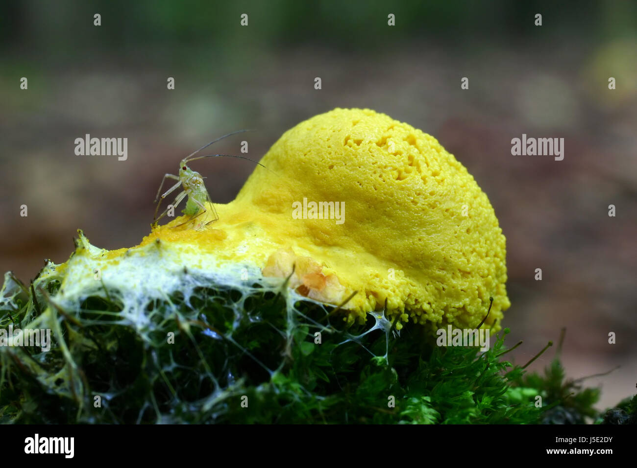 Schleimpilze hi-res stock photography and images - Alamy