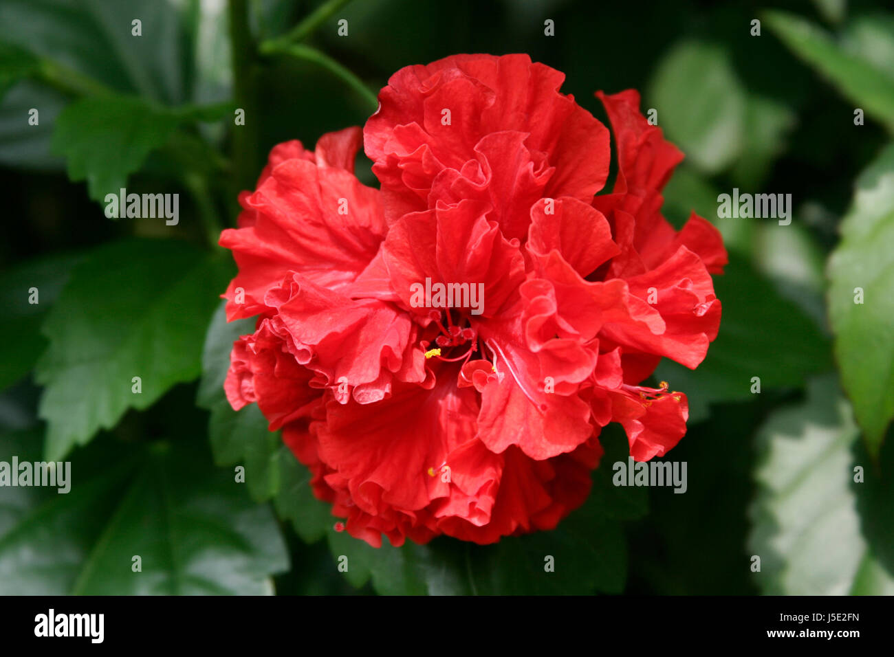 colour plant bloom blossom flourish flourishing red nature leaf colour ...