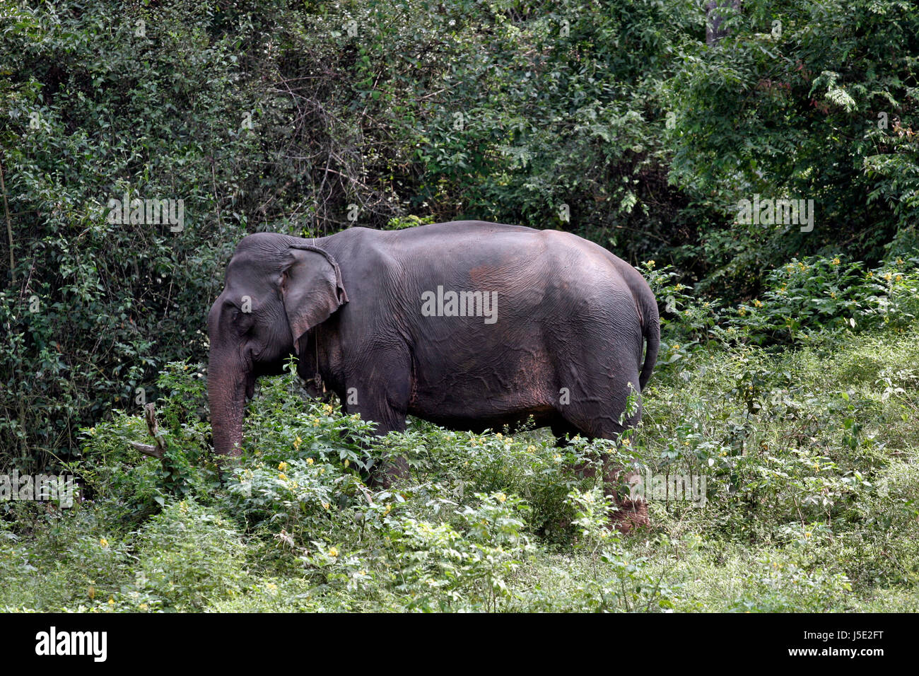 tree animal mammal asia elephant virgin forest jungle asiatic thailand ...
