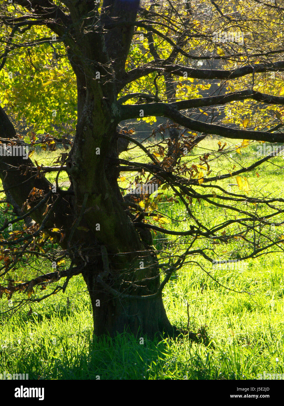 shine shines bright lucent light serene luminous leaf tree green leaves ...