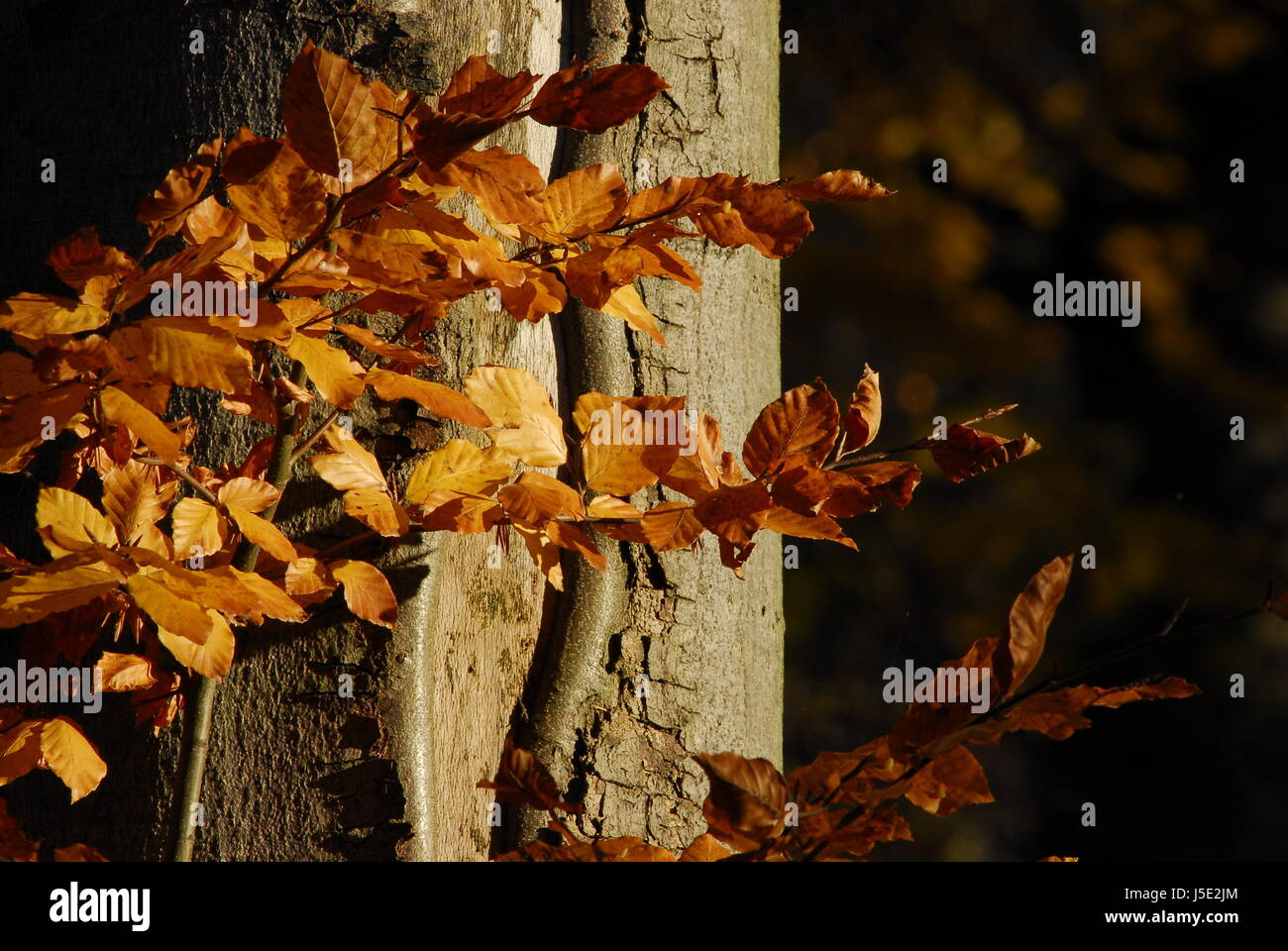 beech in autumn Stock Photo - Alamy