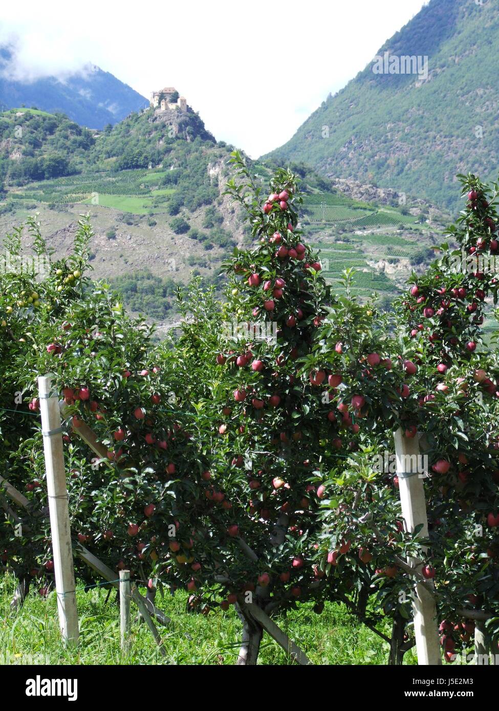 Apfelbaumzweig hi-res stock photography and images - Alamy