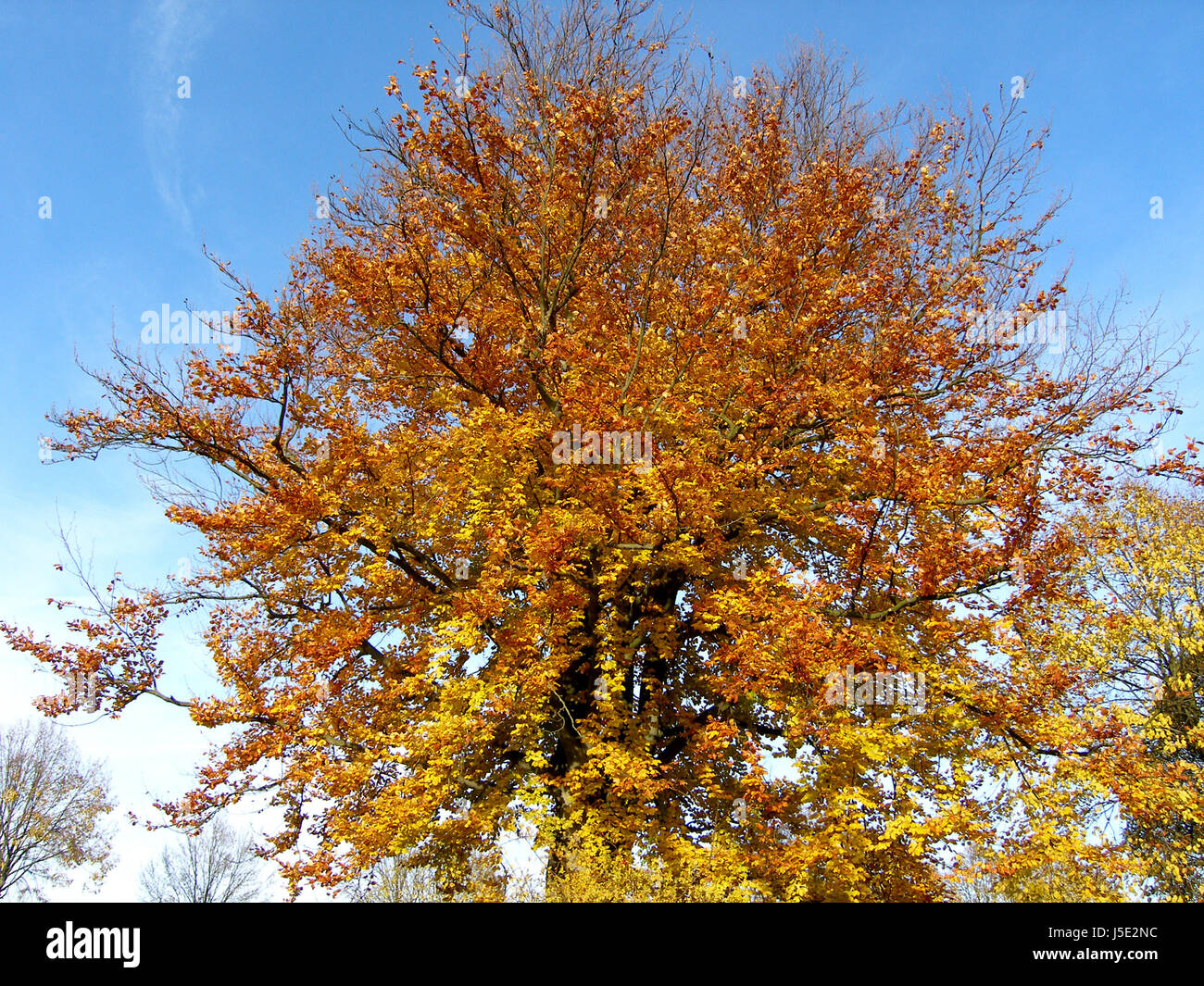 the autumn leaves Stock Photo - Alamy