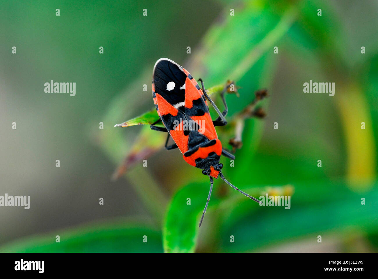 fire beetle 2 Stock Photo - Alamy