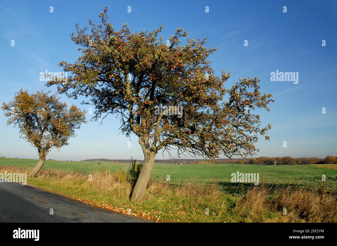 tree trees agriculture farming field apple tree fruit apples apple acre ...