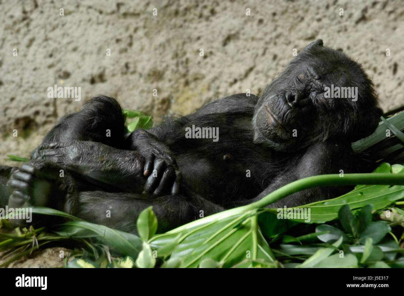 Chimpanzee nest hi-res stock photography and images - Alamy