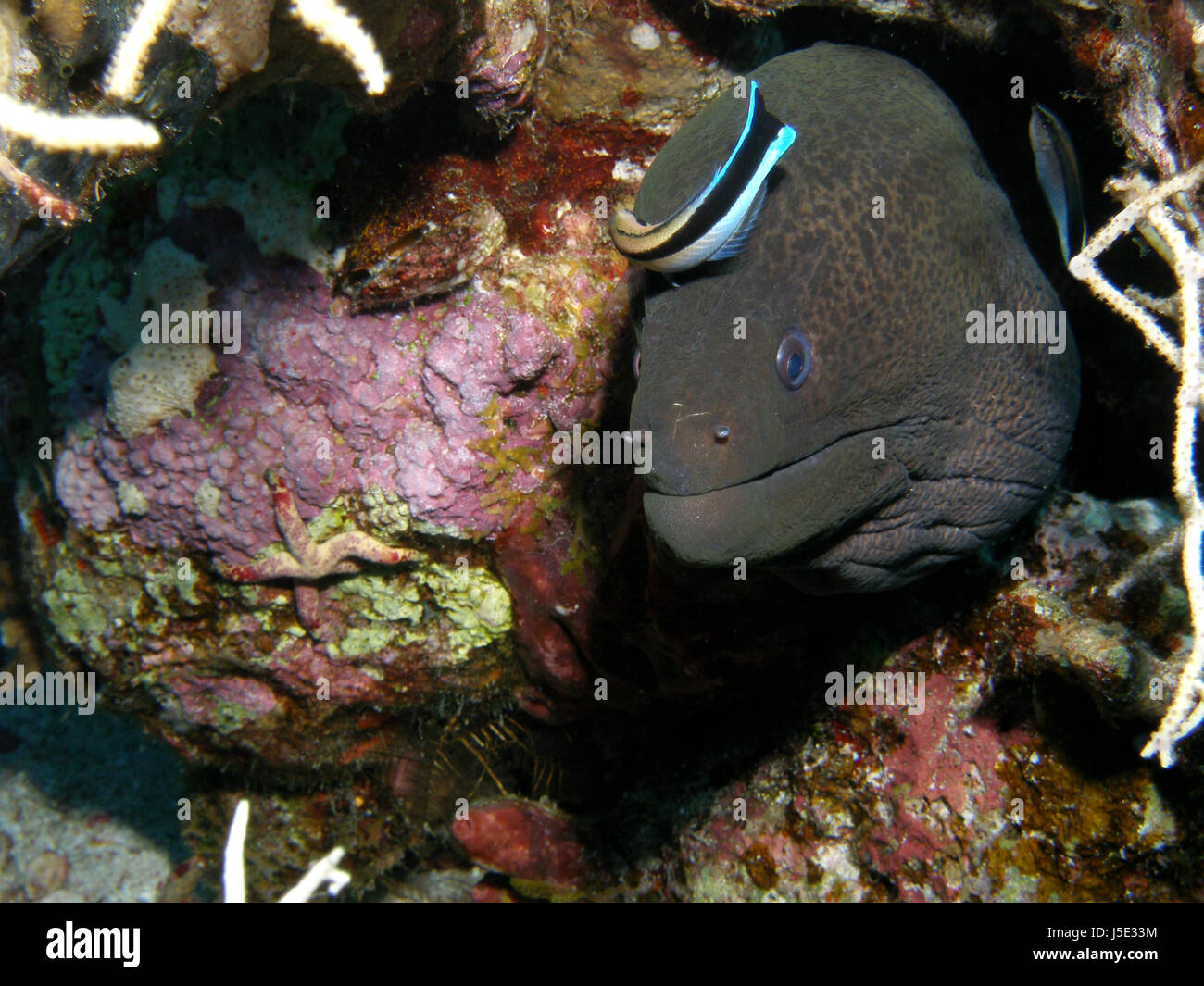 teeth cave hunter fish underwater hunt peaceful egypt salt water water ...
