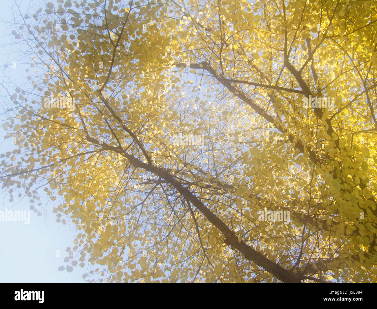 shine shines bright lucent light serene luminous tree leaves coloured ...