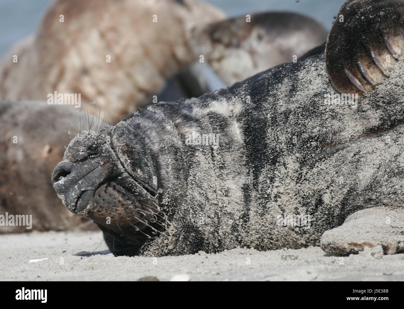 water north sea salt water sea ocean sleep sleeping seal crawl seals ...