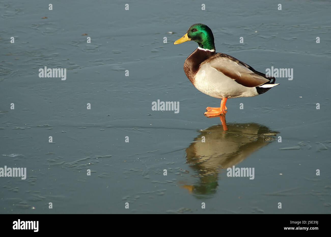 winter animal bird birds mirroring ice frost frozen coat of ice ...