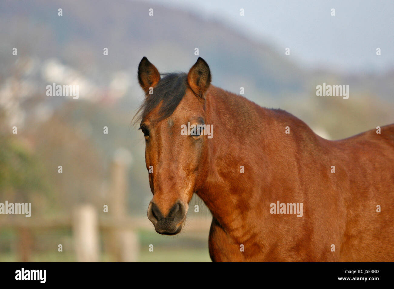 Goliath fall hi-res stock photography and images - Alamy
