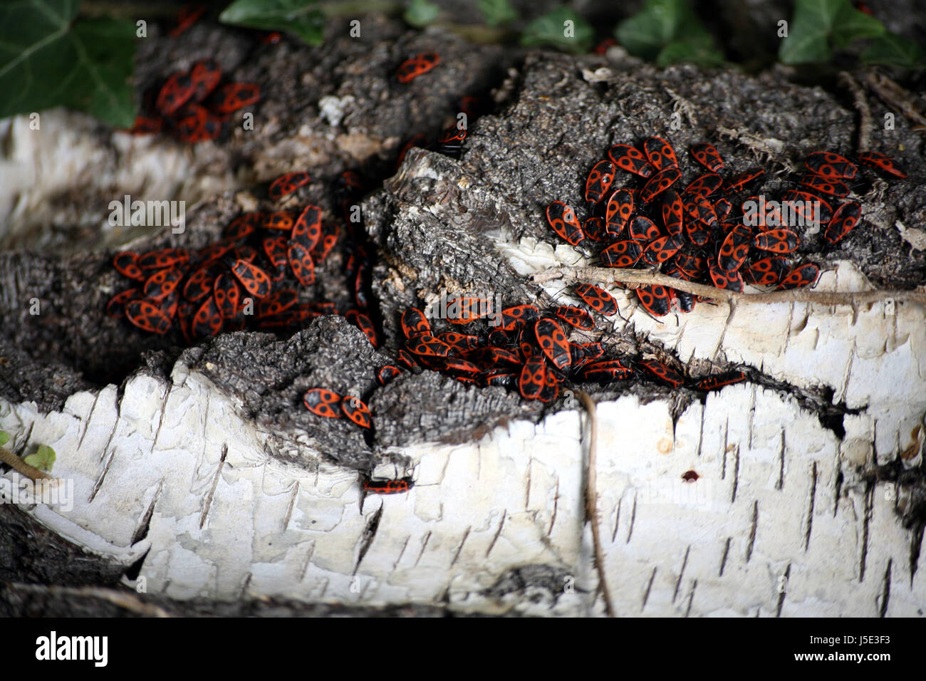 tree animal insect insects animals black swarthy jetblack deep black ...