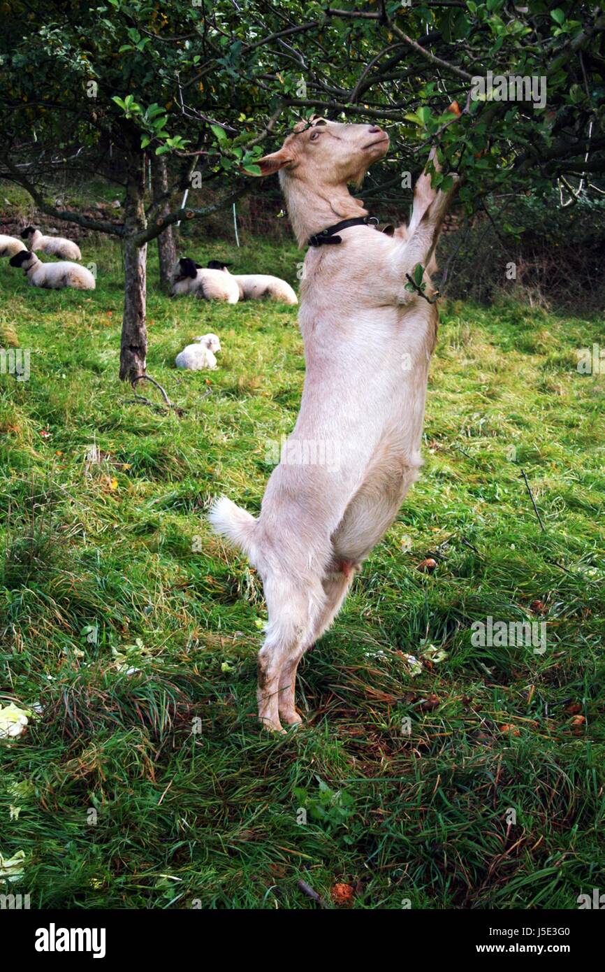 legs tree hunger goat to gorge engulf devour sport gymnastics sheep (pl ...