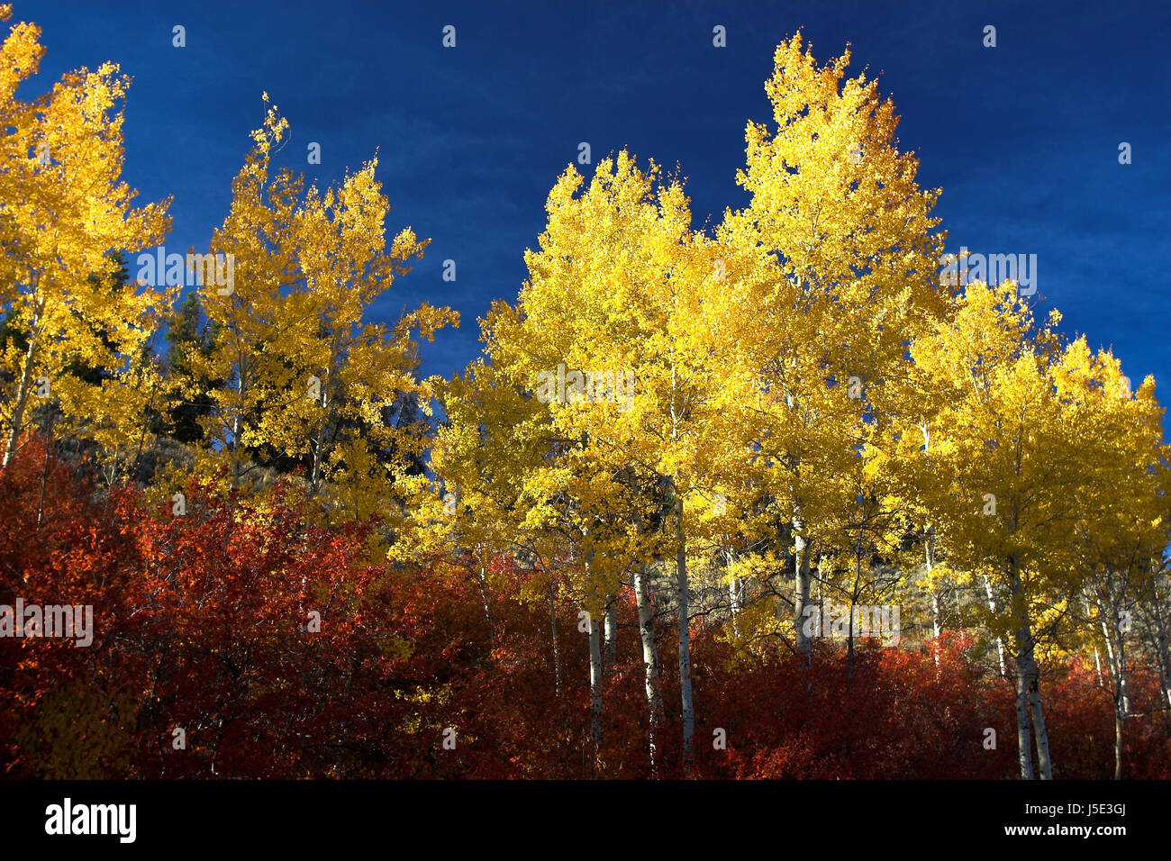 colour tree trees green national park usa autumnal coloured america ...