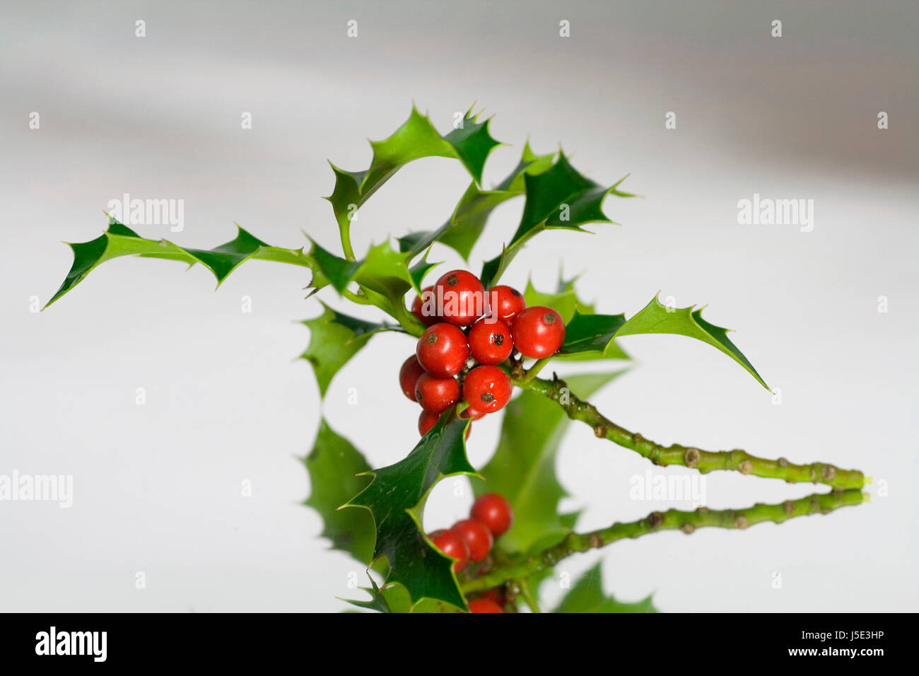 ilex branch with berries Stock Photo - Alamy