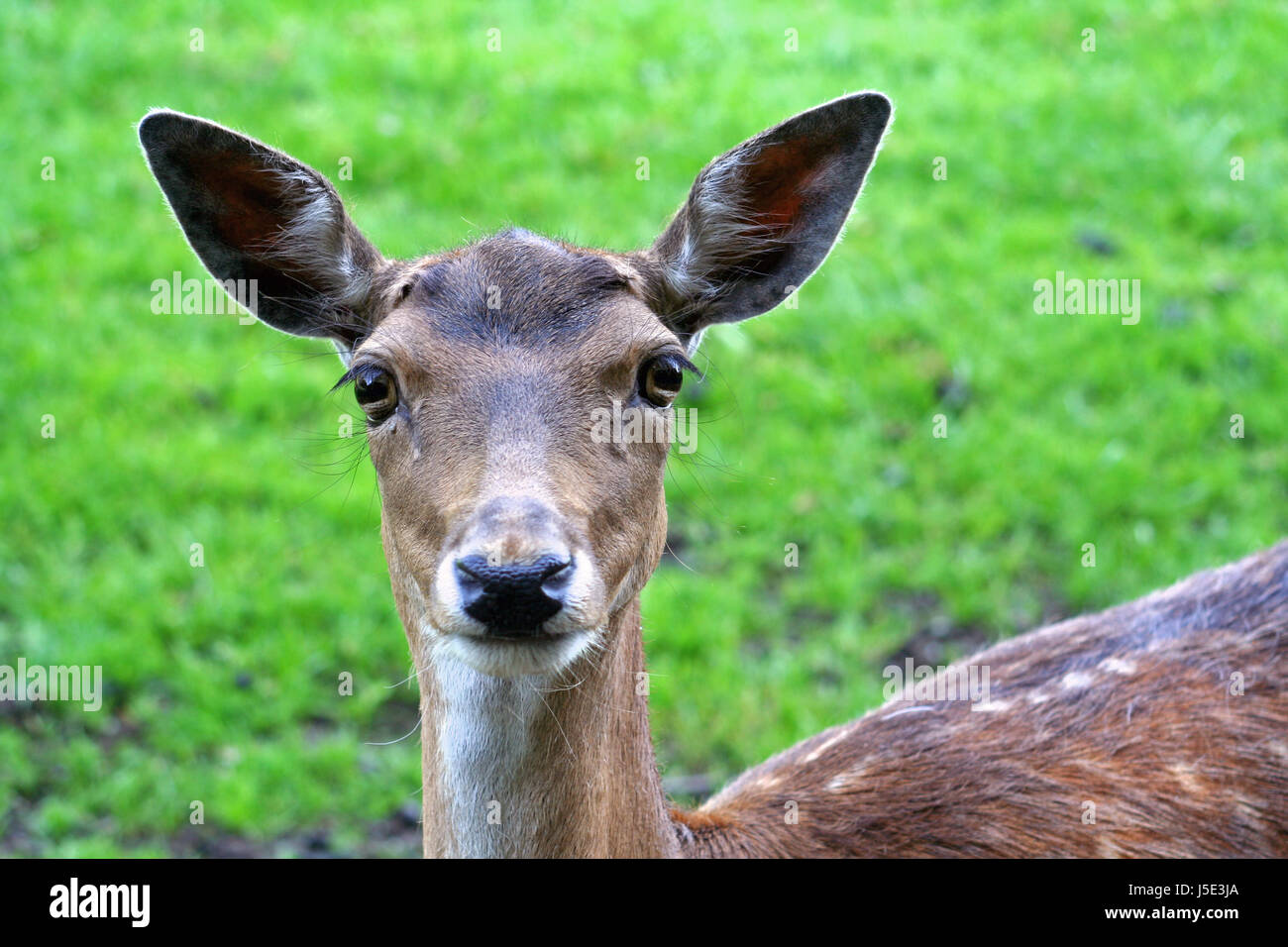animals mammals wildlife park fallow deer scenery countryside nature ...