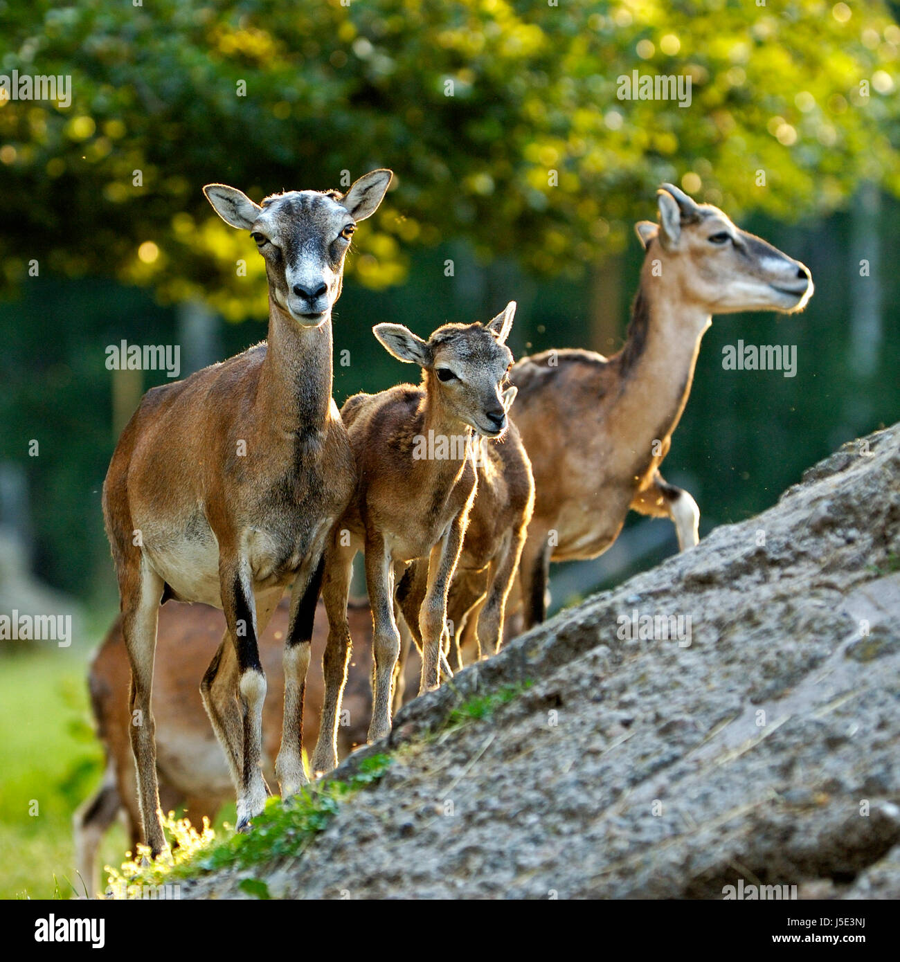 mammal watchful counter-light mammals ram young animal calf wild animal ...