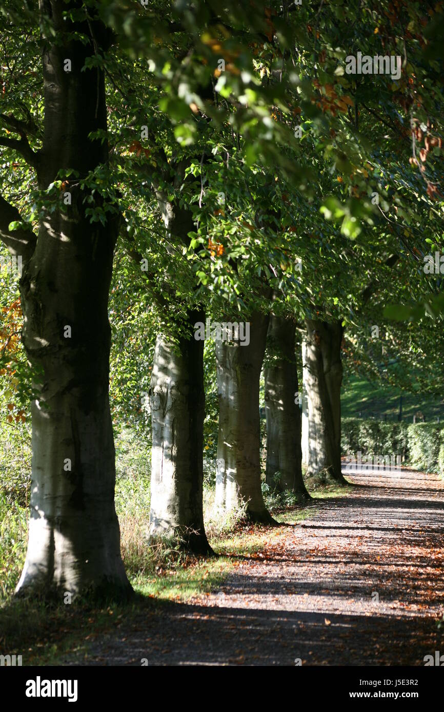 book tree trees deciduous trees avenue late summer shady path way ...