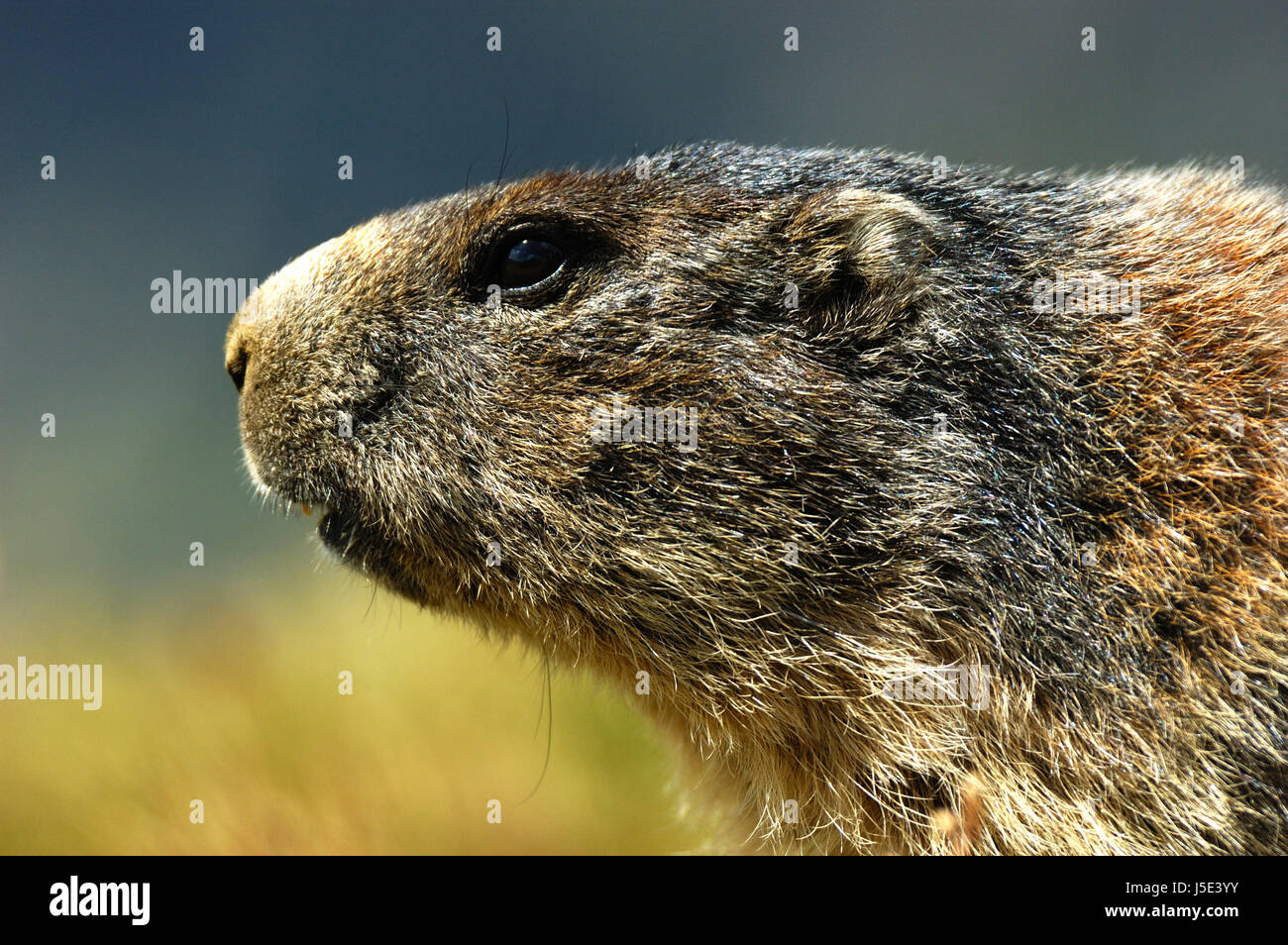 mammal alps portrait watchful rodent mammals wild animal marmot ...