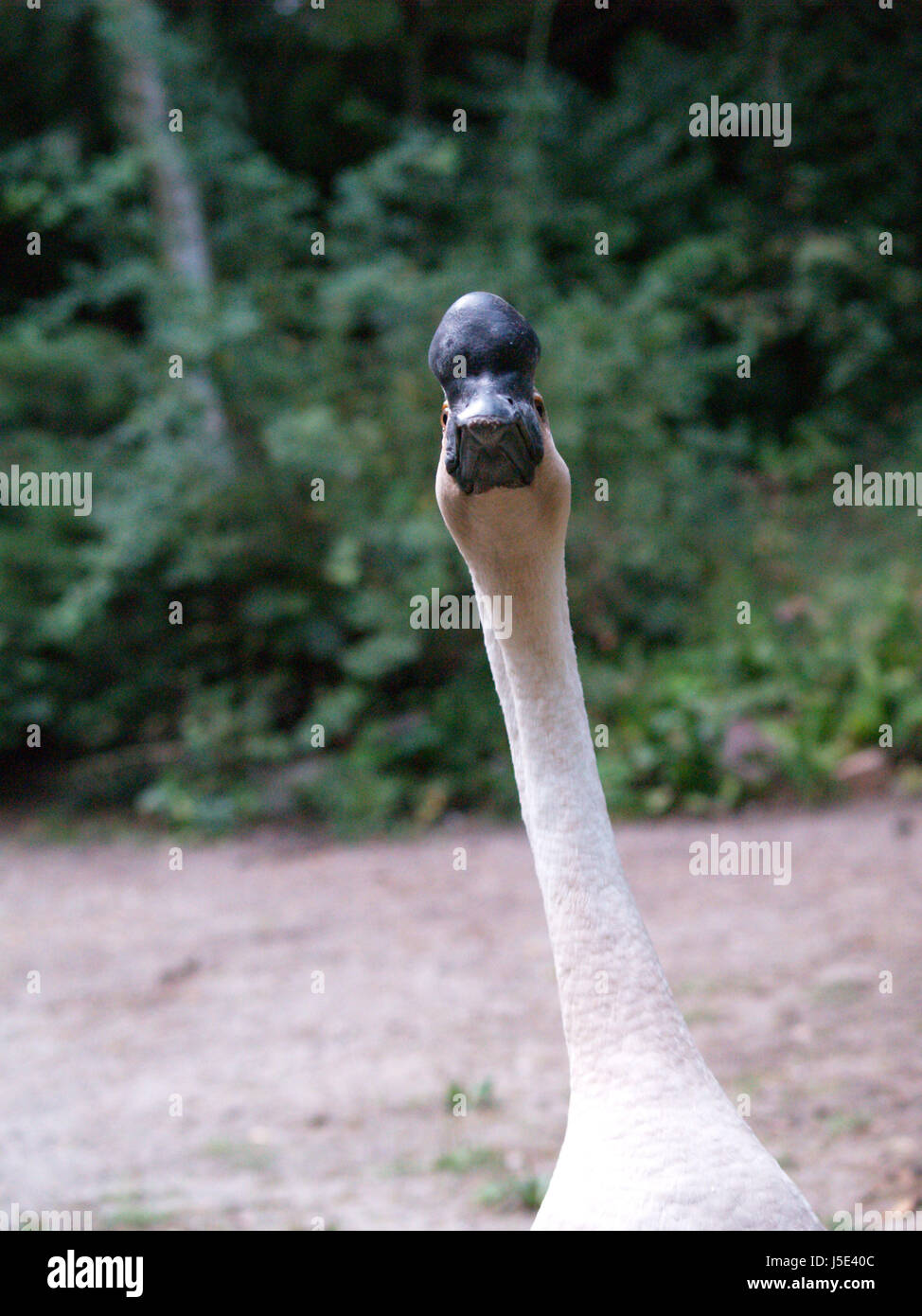 stool male masculine portrait beak goose hump beaks gander neck head ...