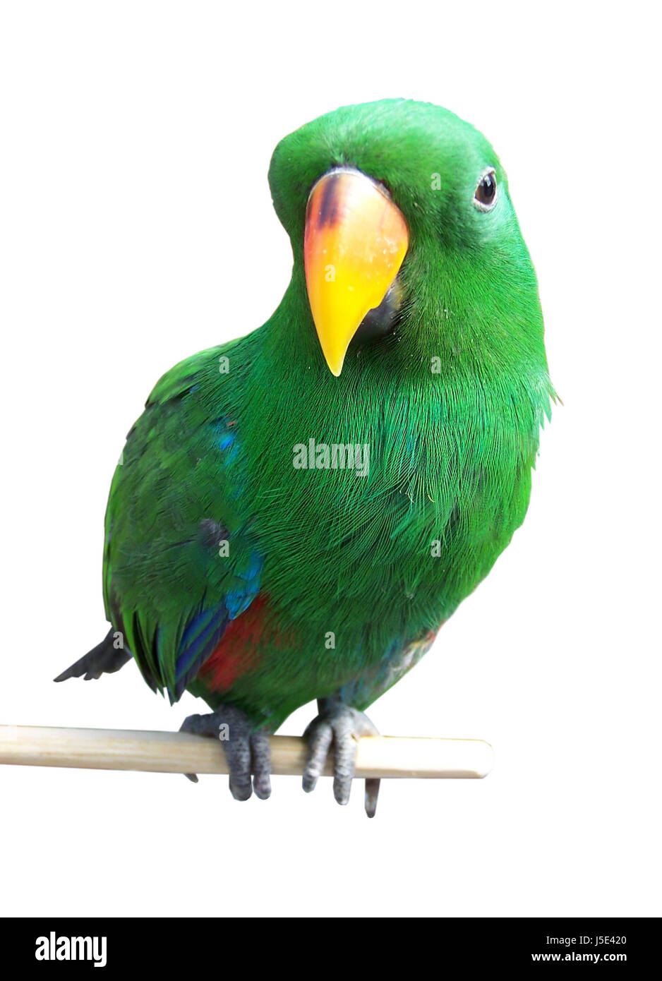 bird green birds feathers beak bar parakeet beaks amazon parrot fly ...