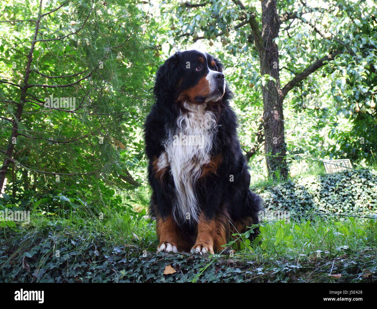 wait waiting garden animal pet mammal dog long hairs gardens put ...