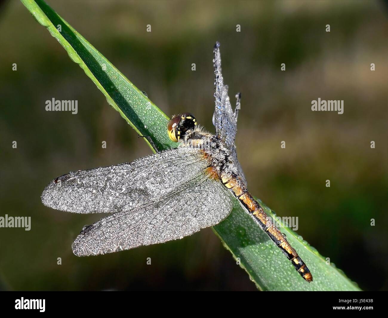 eyes wing dragonfly dew hand water drop drip drops seeping sopping ...