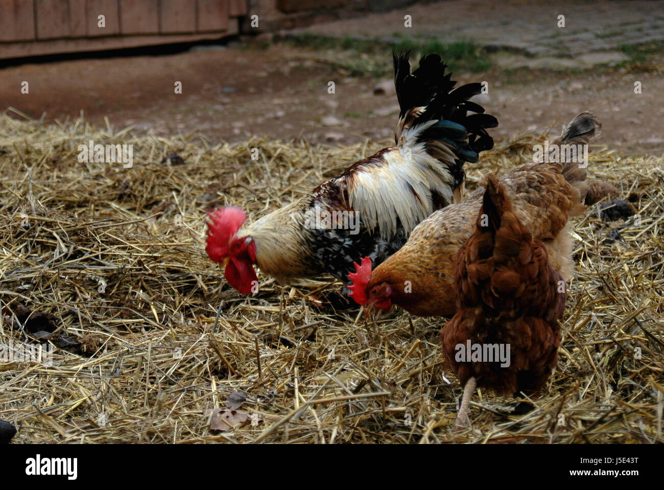 feathering poultry farm straw dunghill chicken eggs chickens hens cock ...