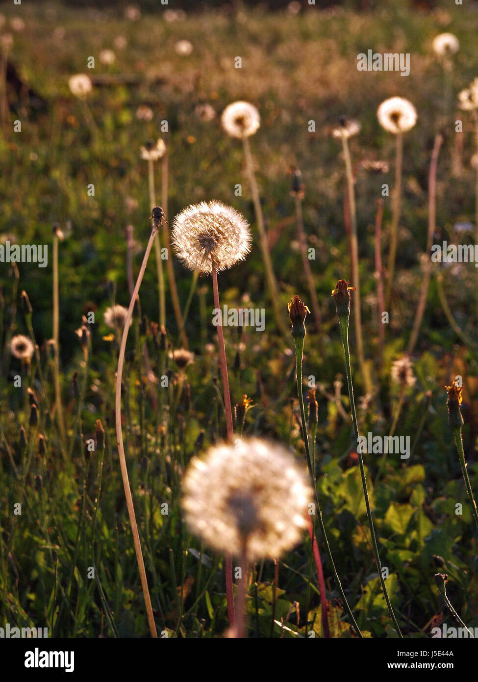 dandelions in the evening light Stock Photo - Alamy
