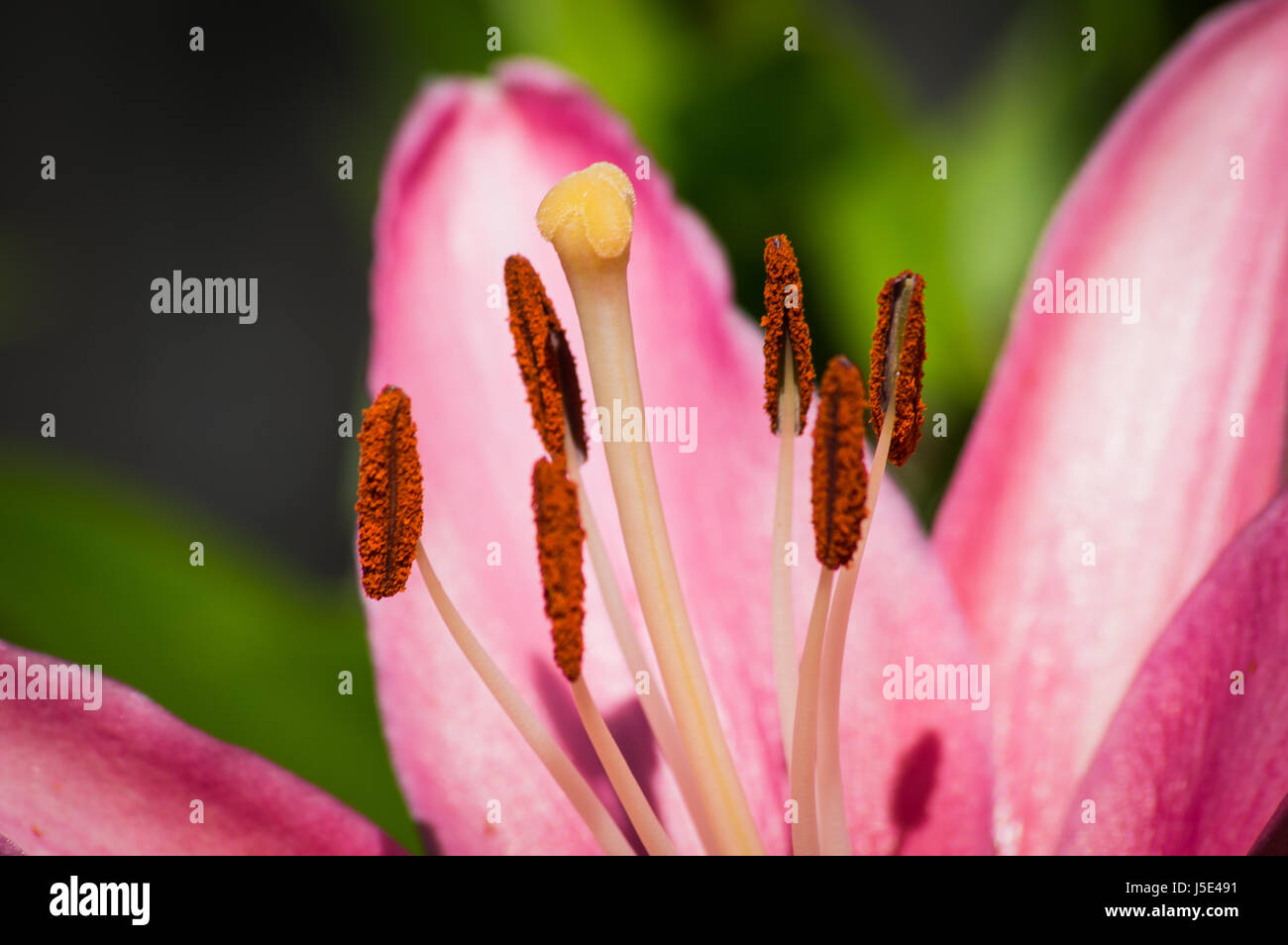 Macro of parts of a tulip Stock Photo - Alamy