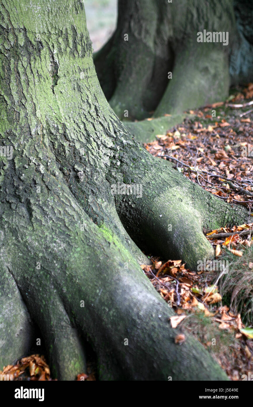 big large enormous extreme powerful imposing immense relevant tree ...