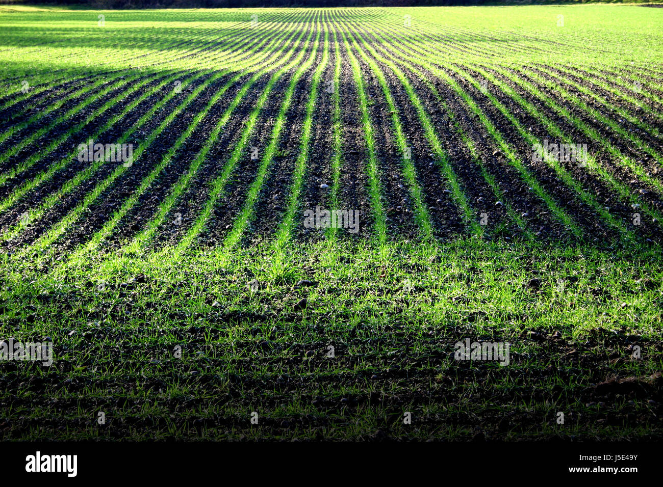 green agriculture farming field lines acre seed winter grain structure ...
