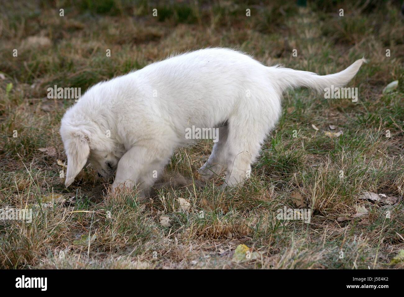 animal pet curious nosey nosy blank european caucasian dog german ...