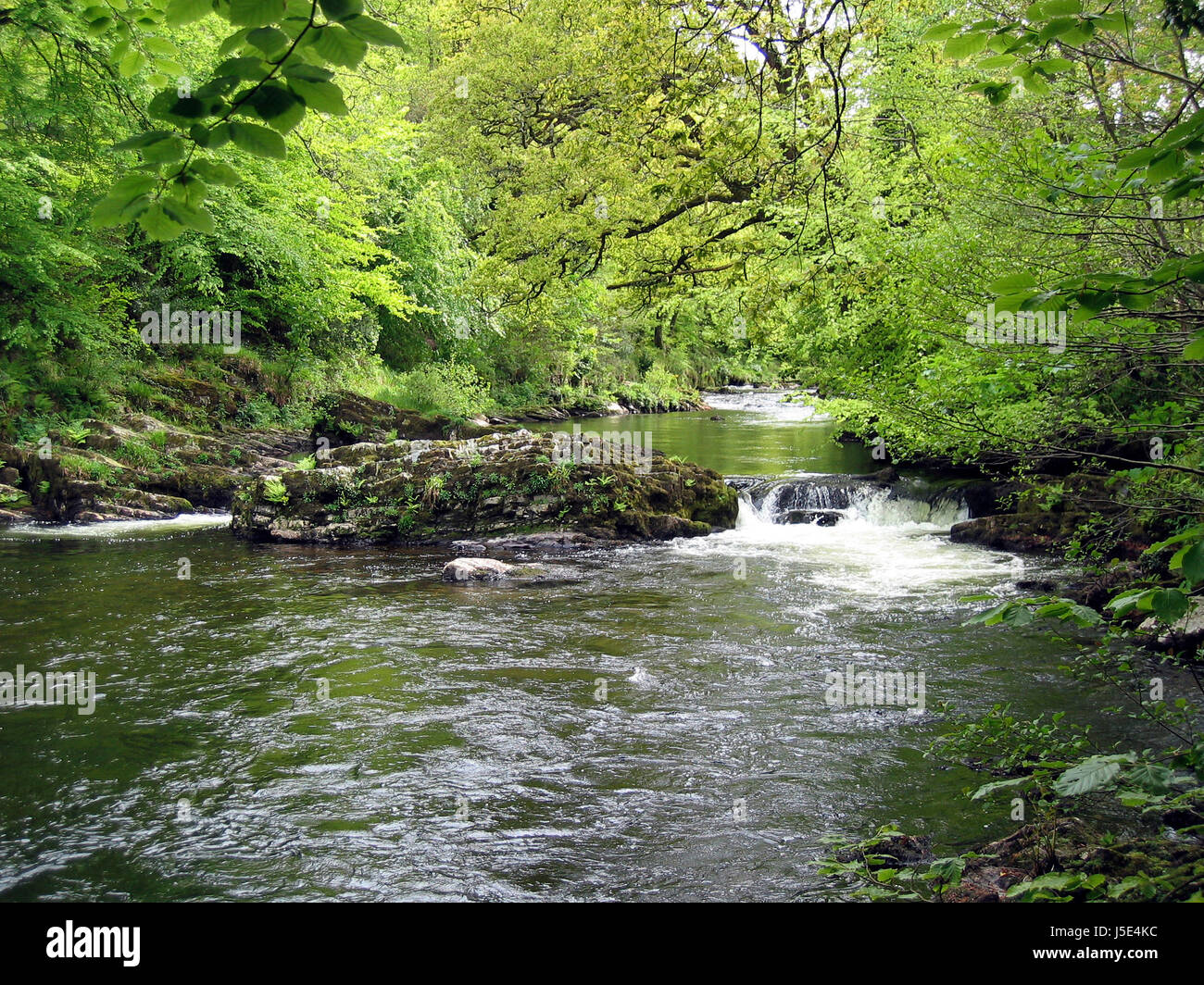 tree trees flow green leaves stream mirroring ceramic tiles current of ...