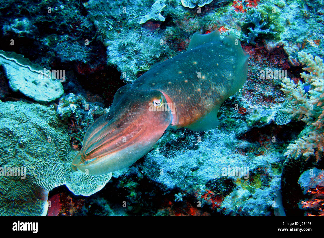 asia sepia indonesia fish underwater pacific salt water sea ocean water ...