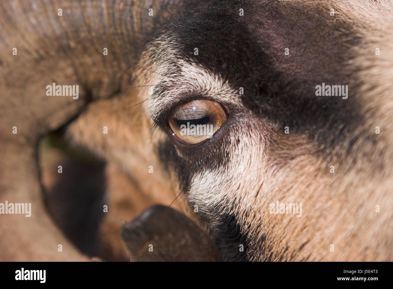 Buck eye hi-res stock photography and images - Alamy