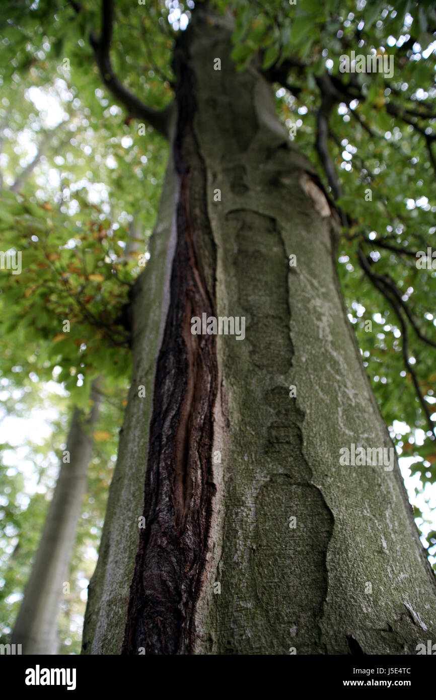 big large enormous extreme powerful imposing immense relevant tree ...