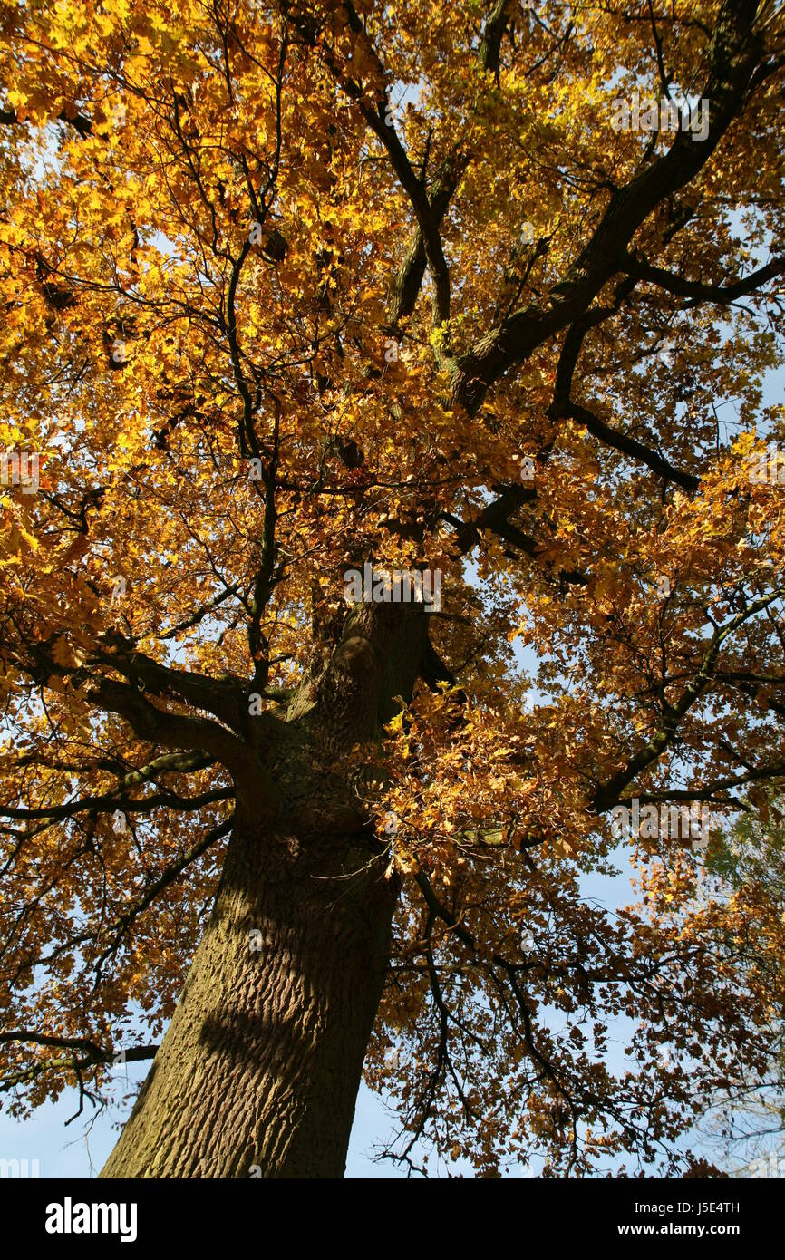 tree coloured colourful gorgeous multifarious richly coloured deciduous ...