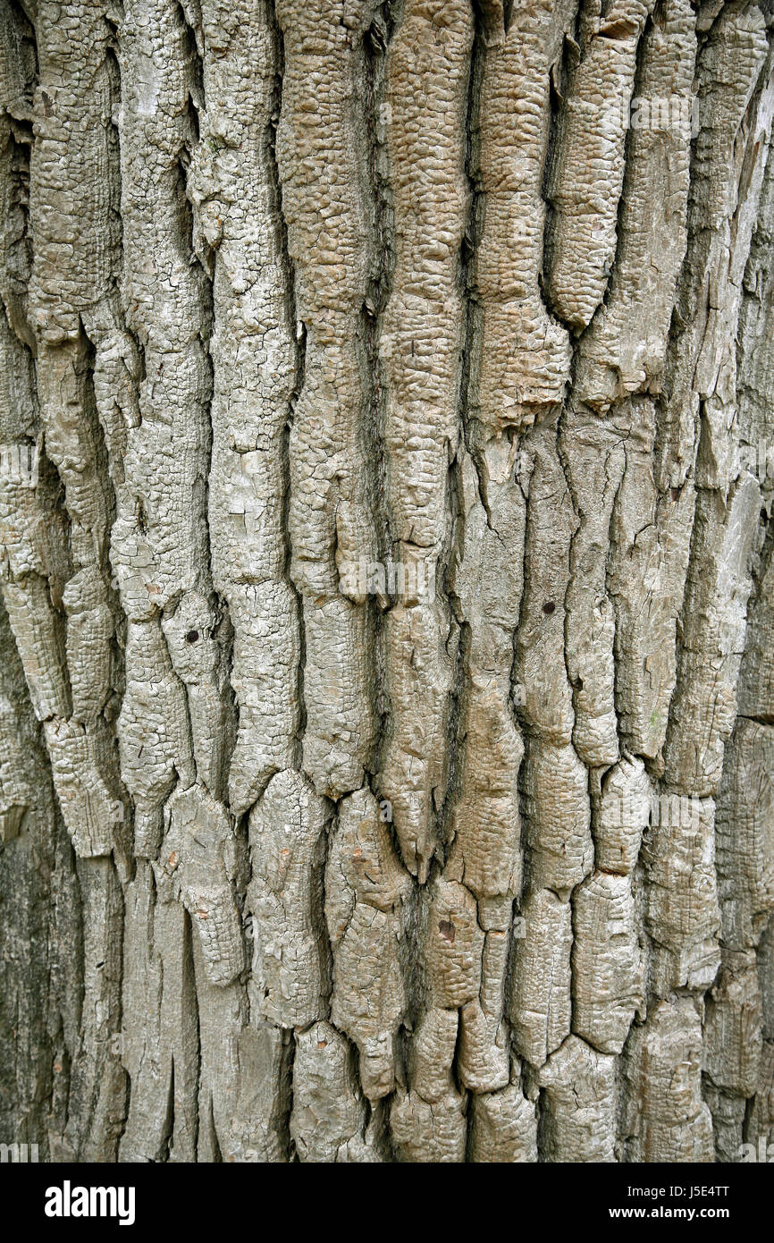 tree wood bark age wrinkles elder tree wood skin bark transitoriness ...