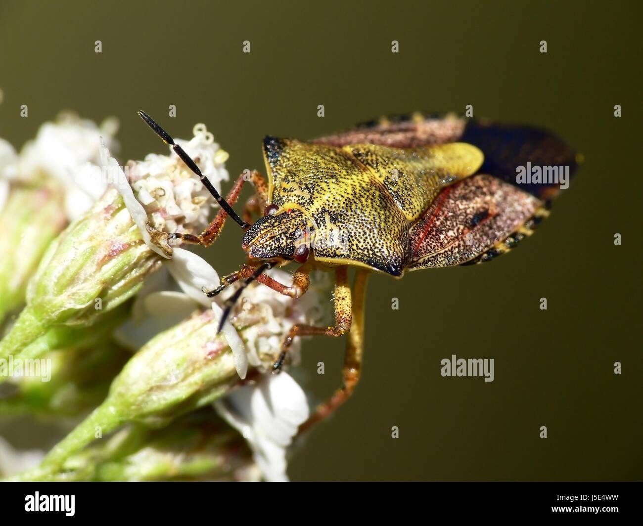 Armour bug hi-res stock photography and images - Alamy