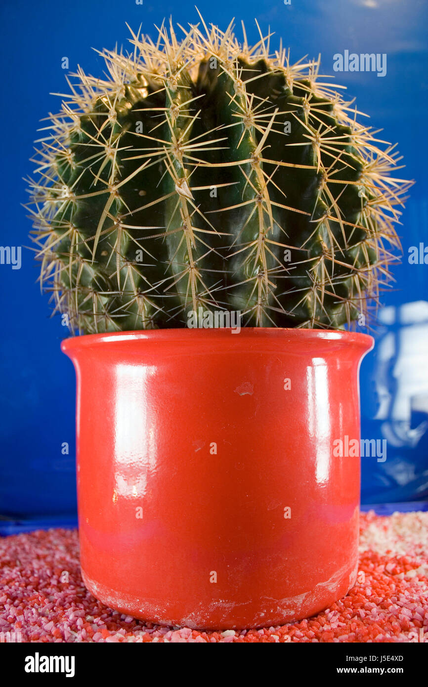 ball gravel pointed cactus sting silicic flowerpot indoor plant yellow ...