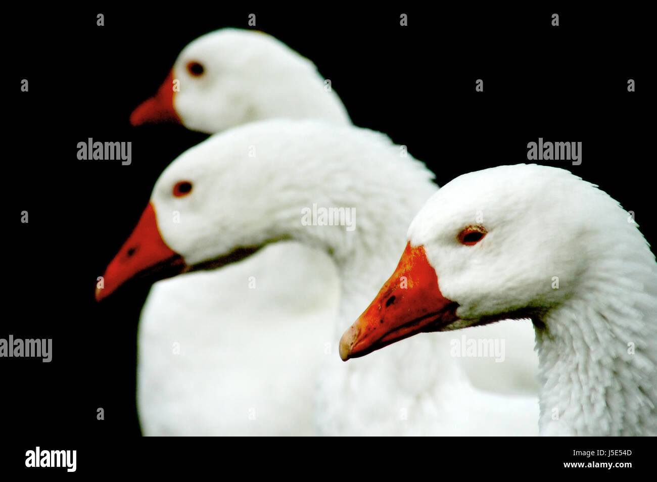 Three headed hi-res stock photography and images - Alamy