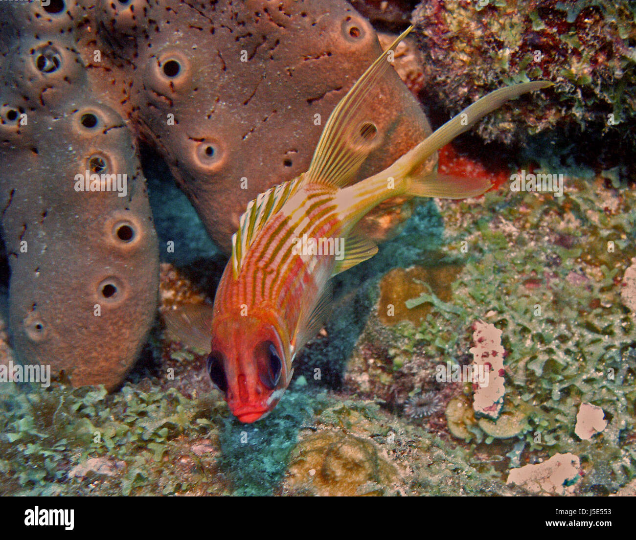 Husar hi-res stock photography and images - Alamy