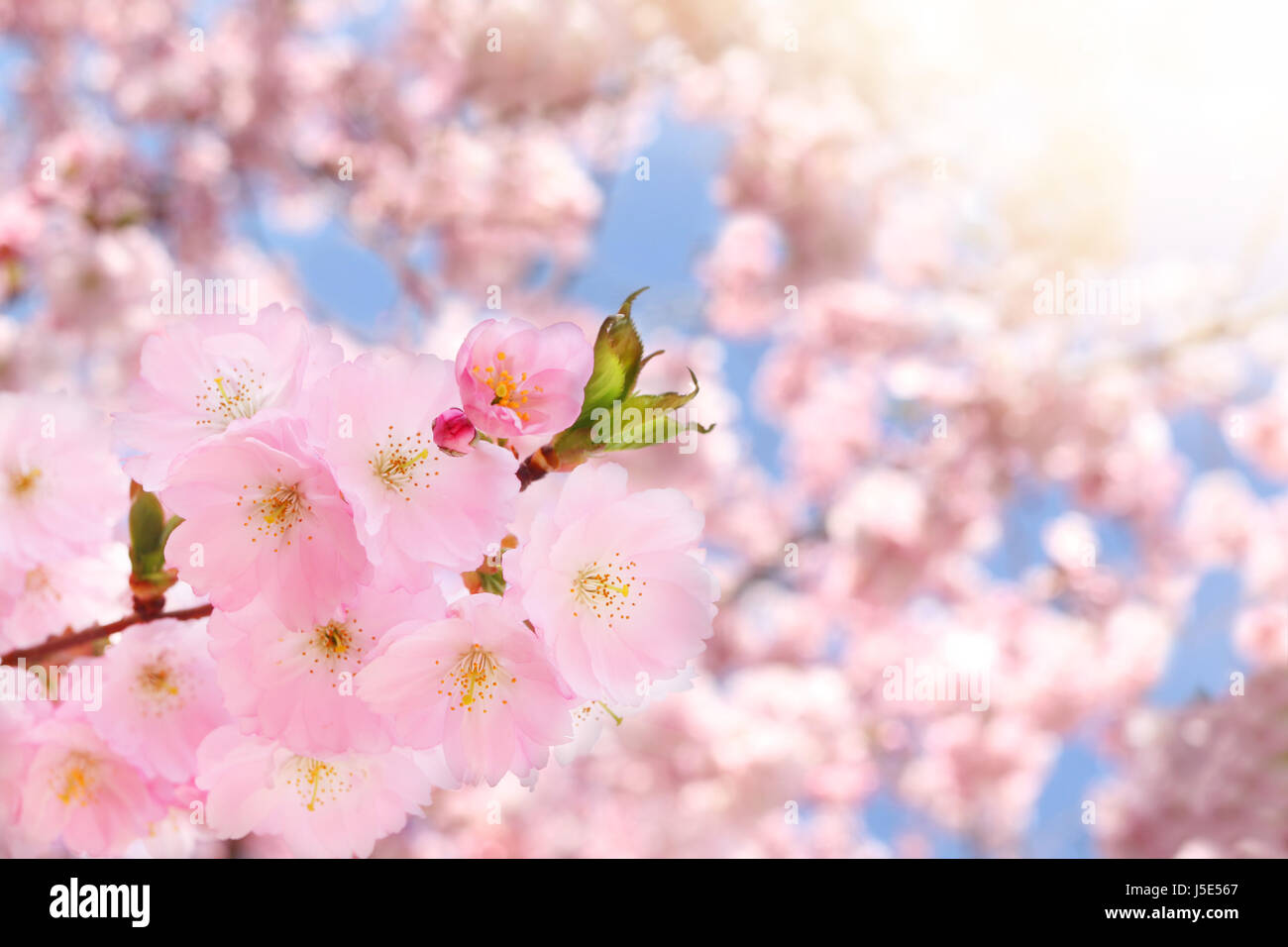 Cherry blossoms in spring Stock Photo - Alamy