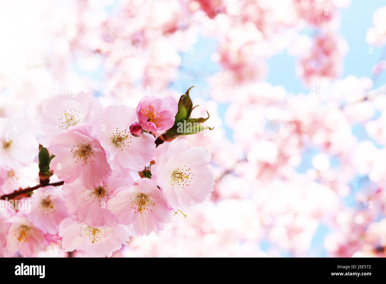 Cherry blossoms in spring Stock Photo - Alamy