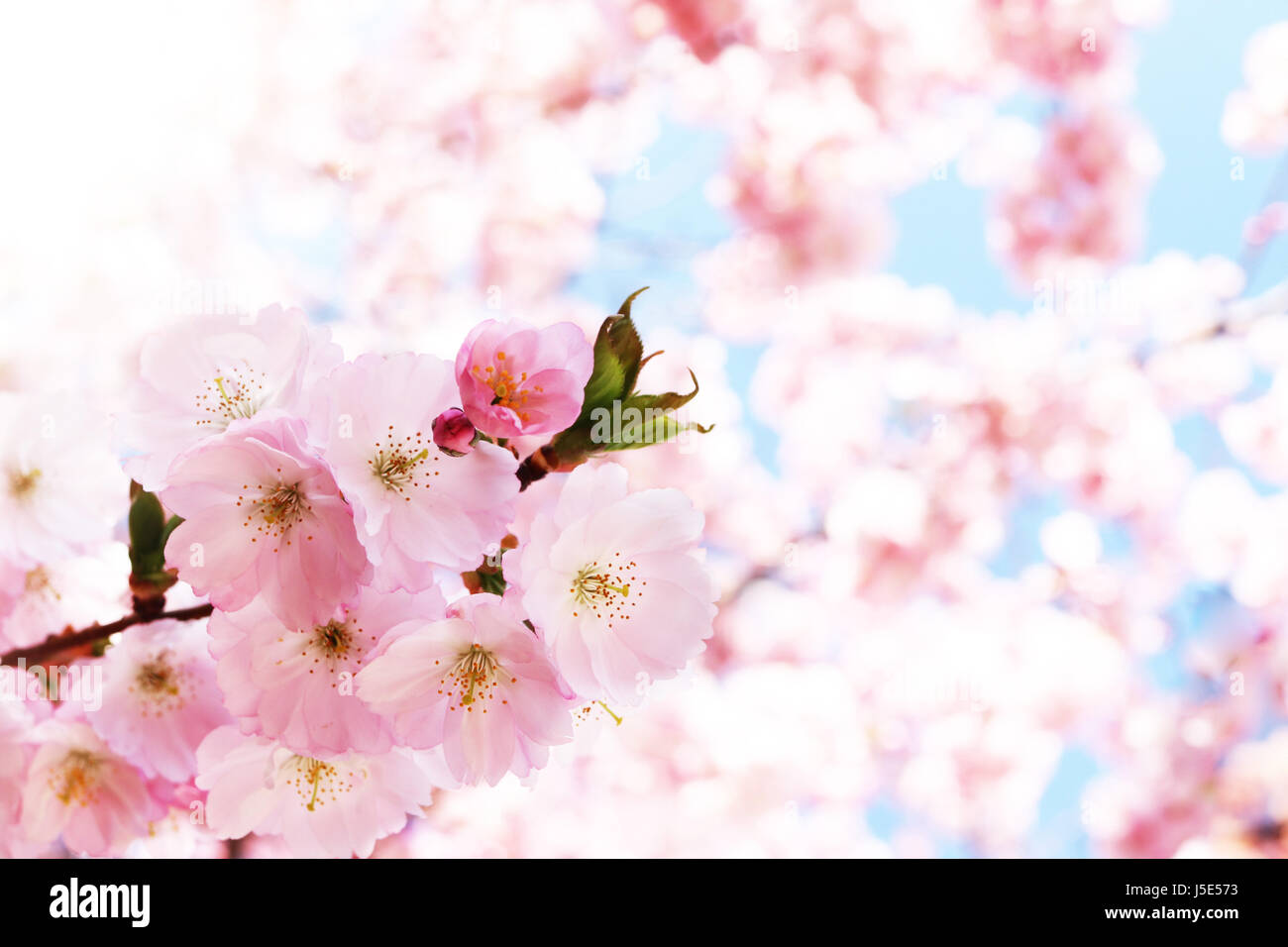 Cherry blossoms in spring Stock Photo - Alamy
