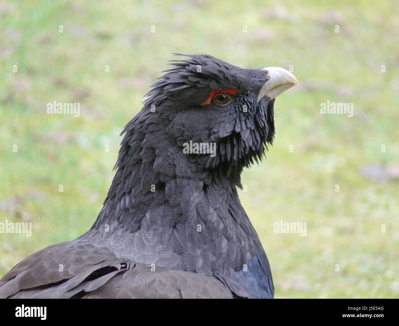 Wildhuhn hi-res stock photography and images - Alamy