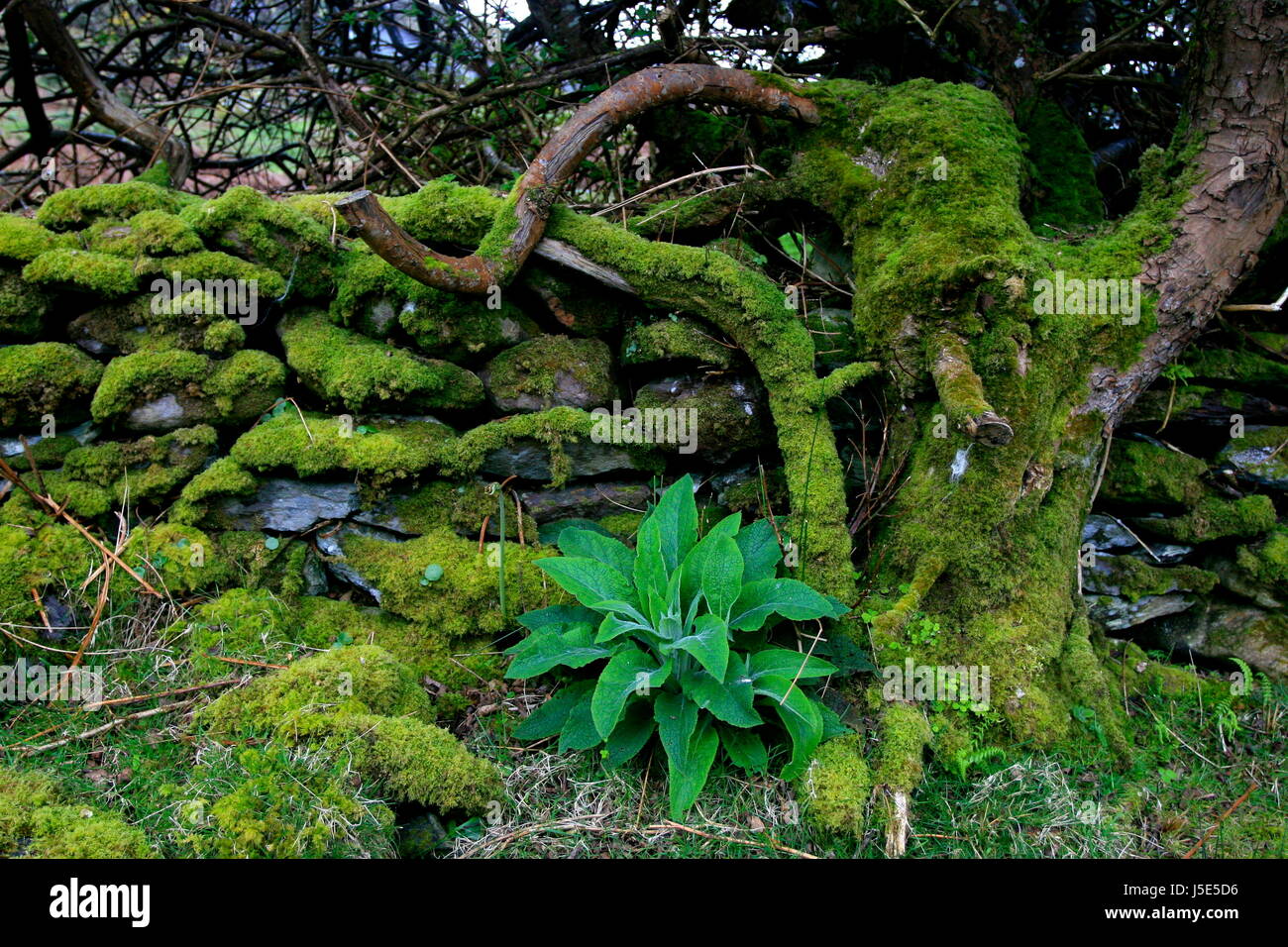 Irish moose hi-res stock photography and images - Alamy