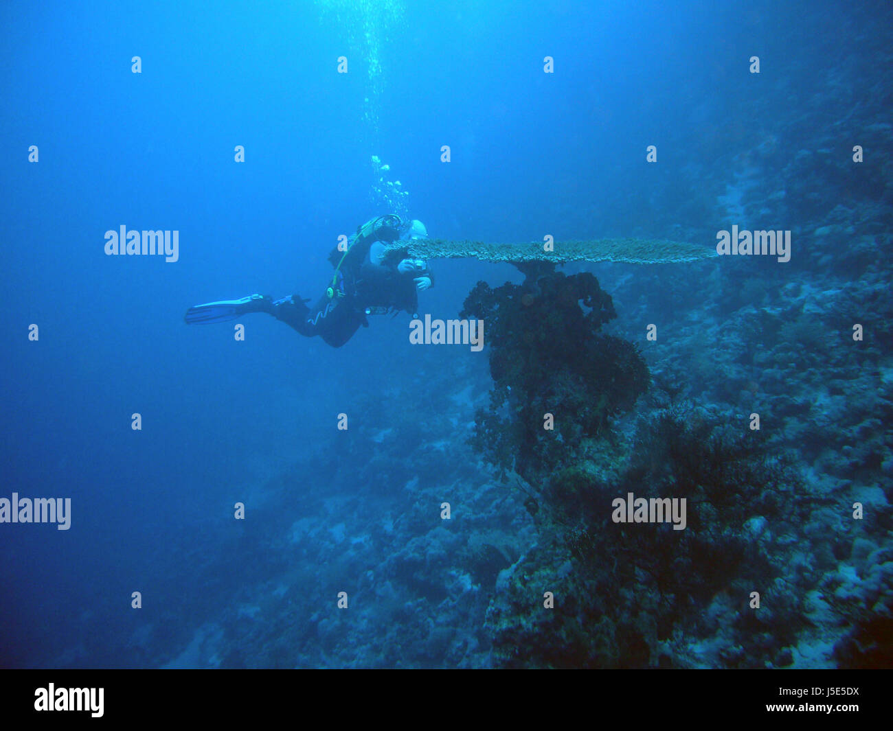 blue sport sports human human being depth depths underwater dive reef ...
